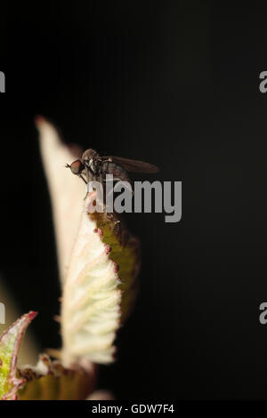 Empid fly UK Stock Photo - Alamy