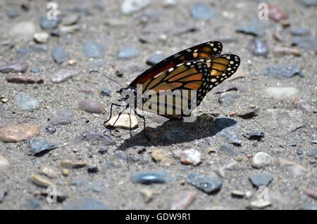 Monarch butterfly on the ground Stock Photo - Alamy