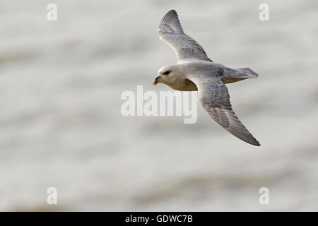 Northern Blue Fulmar in flight in the Arctic Stock Photo - Alamy