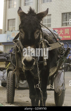 A man uses a donkey to haul his cart Stock Photo - Alamy