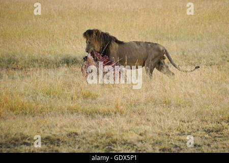 Lion carrying zebra carcass Stock Photo - Alamy