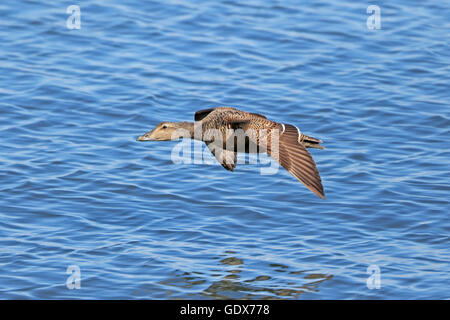Eider duck female in flight Stock Photo - Alamy