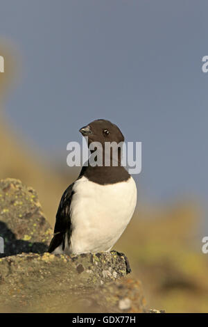Little Auk perched on a scree mountain side Stock Photo - Alamy