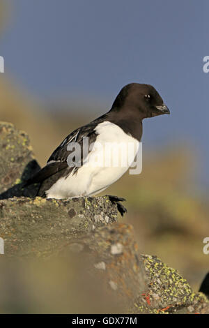 Little Auk perched on a scree mountain side Stock Photo - Alamy