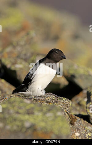 Little Auk perched on a scree mountain side Stock Photo - Alamy