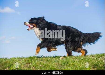 running Bernese Mountain Dog Stock Photo - Alamy
