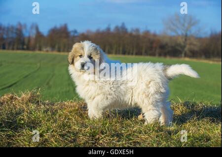 Great Pyrenees puppy, (Pyrenean Mountain Dog) running in park Stock ...