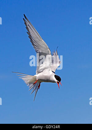 Arctic tern in flight, hovering Stock Photo - Alamy