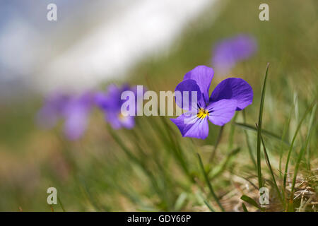 Botany, Pensy flower, Mont-Blanc range, Chamonix, France, Additional ...
