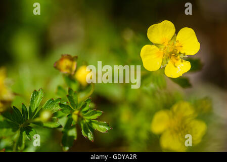 Tormentil, Potentilla erecta, wildflower, Dumfries & Galloway, Scotland ...