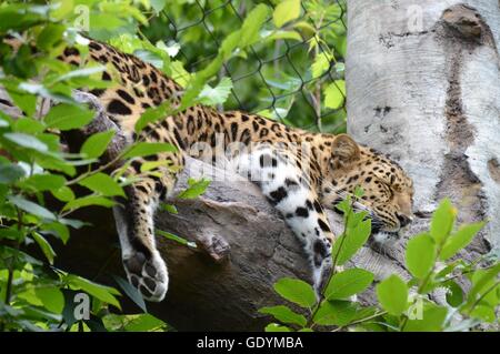 Amur leopard sleeping on branch of a tree Stock Photo - Alamy