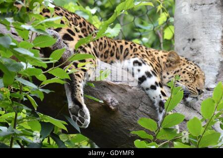 Amur leopard sleeping on branch of a tree Stock Photo - Alamy