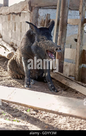 Domestic Pig Yawning Stock Photo - Alamy