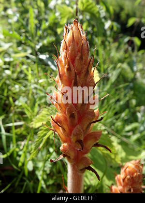 Orobanche , Parasitic plant in habitat Stock Photo - Alamy
