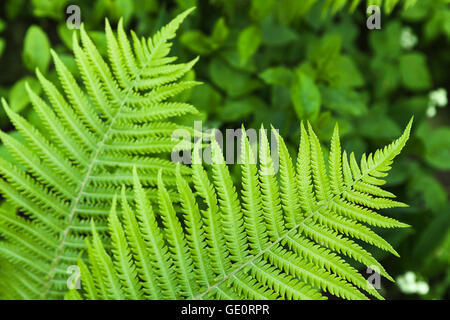 Green fern leaves pattern, beautiful greenery background and wallpaper ...