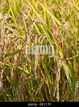 Plantation of yellow paddy rice farmland nature background Stock Photo ...
