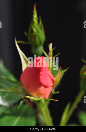 Rose of the Year 2015 'For Your Eyes Only' Stock Photo - Alamy