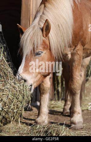 eating Haflinger horse Stock Photo - Alamy