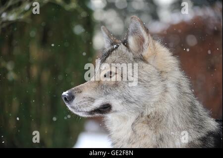 American Wolfdog Portrait Stock Photo - Alamy