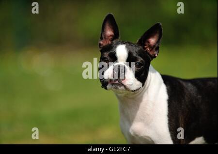 Outdoor head portrait of a purebred Boston Terrier puppy with cute ...