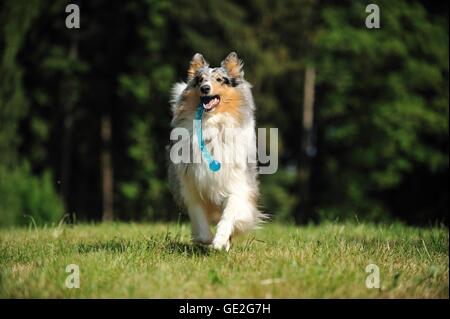 Smooth collie dog playing with stick in forest. Focused to snout Stock ...