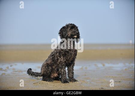 Dark-haired curly designer sitting near bright red wall and working ...