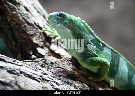 saurian, iguana, tree, trees, green, saurian, jungle, branch, iguana ...