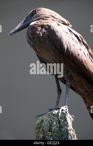 Hammerkop or Hamerkop, Scopus umbretta, Single bird on grass with nest ...