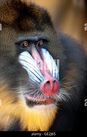Mammals, monkey, ape, Mandrill, mandrillus Sphinx. Simia mormon ...