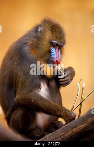 A side profile of an adult mandrill monkey Stock Photo - Alamy
