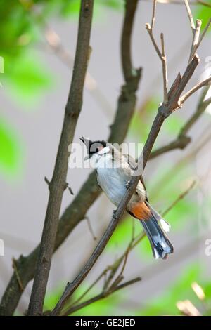 Side view of a Red-Whiskered Bulbul, perching on an upturned log ...