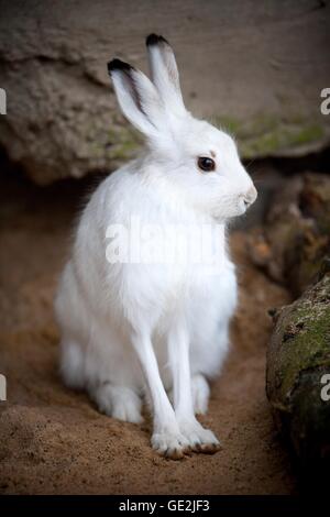 Alpine mountain hare, blue hare, mountain hare, white hare, Eurasian ...