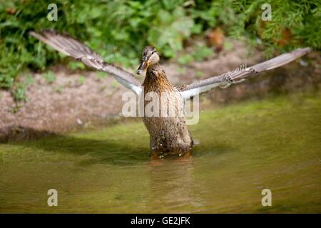 duck, mallard duck, flap, ducks, mallard ducks, flaps Stock Photo - Alamy