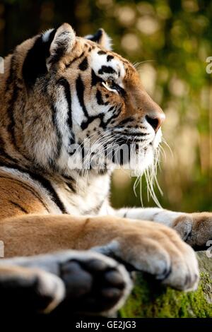 Tiger side view Stock Photo - Alamy