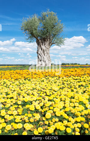 An old tree on the field with yellow dried grass Stock Photo - Alamy