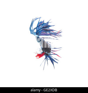 Blue siamese fighting fish isolated on black background Stock Photo - Alamy