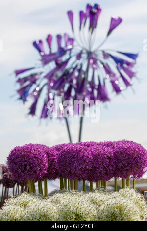 Vertical close-up of globular purple Allium blooms with tall green ...