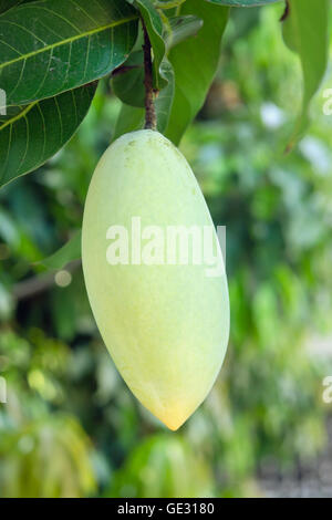 A single raw mango fruit hanging on a mango tree, young mango, sour or ...