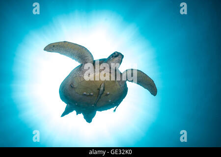 turtles flying blue sky ocean sea down up underwater scuba diving ...