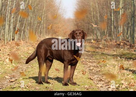 Male Labrador Retriever, standing, side view Stock Photo - Alamy