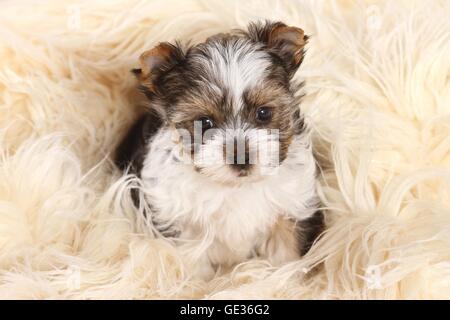 Very cute Biewer Terrier dog pup, laying side ways on back with paws in ...