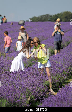 Banstead, Surrey, UK. 23rd July 2016. Colourful scenes at the lavender ...