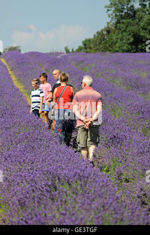 Banstead, Surrey, UK. 23rd July 2016. Colourful scenes at the lavender ...