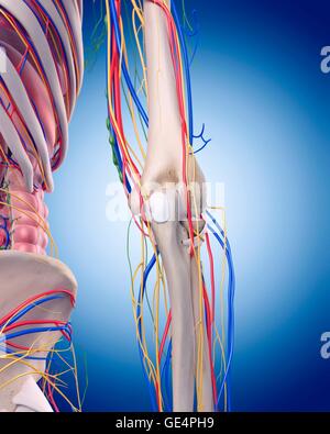 Human elbow anatomy, illustration Stock Photo - Alamy