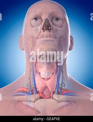 Human neck anatomy, illustration Stock Photo - Alamy