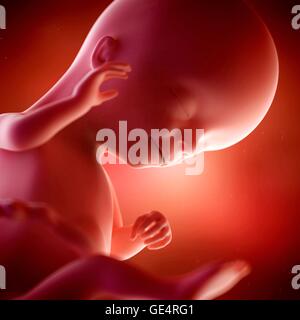 Human fetus age 16 weeks, illustration Stock Photo - Alamy
