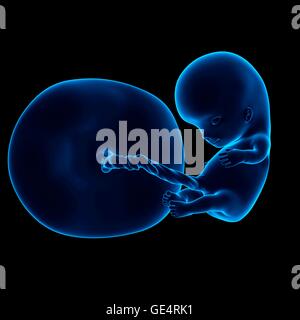 Human fetus age 10 weeks, illustration Stock Photo - Alamy