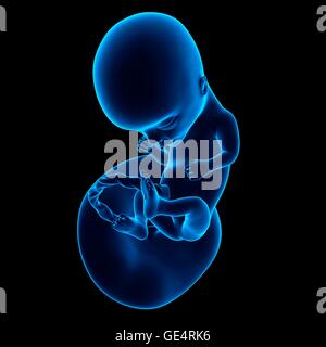 Human fetus age 14 weeks, illustration Stock Photo - Alamy