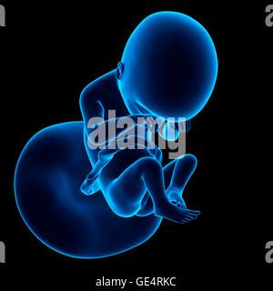 Human fetus age 19 weeks, illustration Stock Photo - Alamy