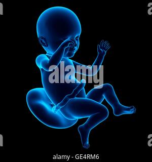 Human fetus age 39 weeks, illustration Stock Photo - Alamy